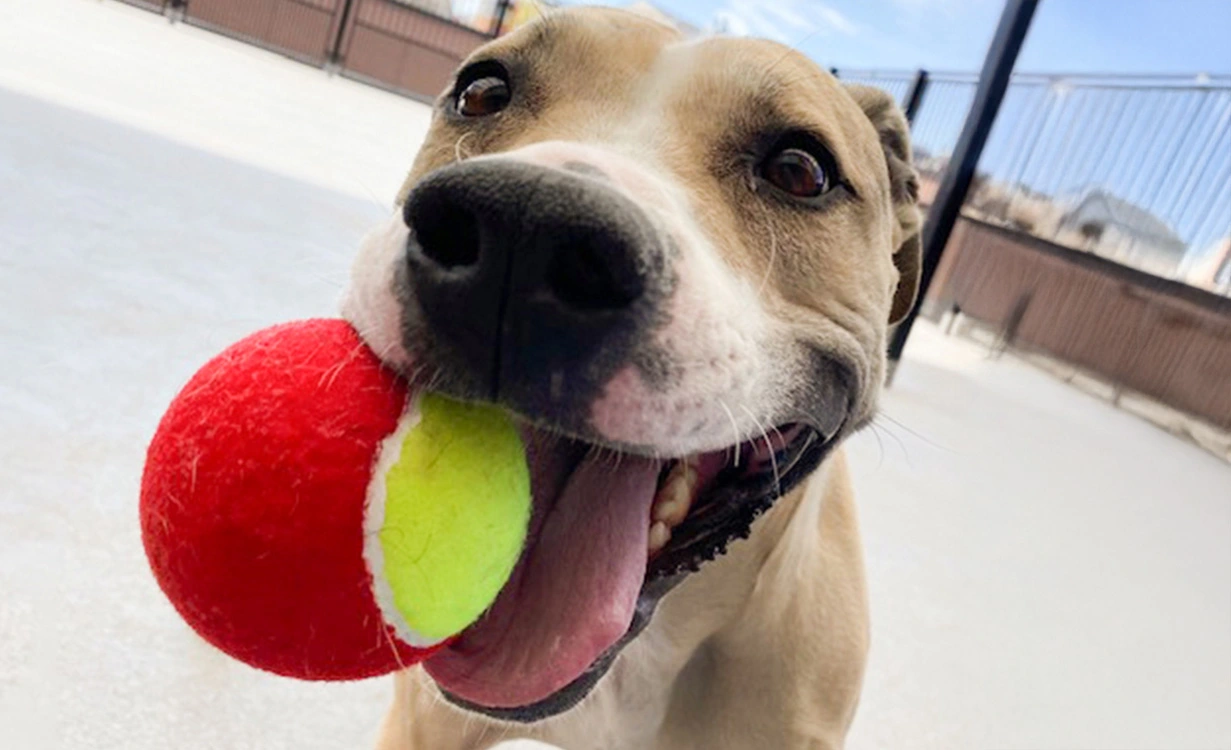 Canine enrichment: Dog toys and how to use them - Humane Colorado