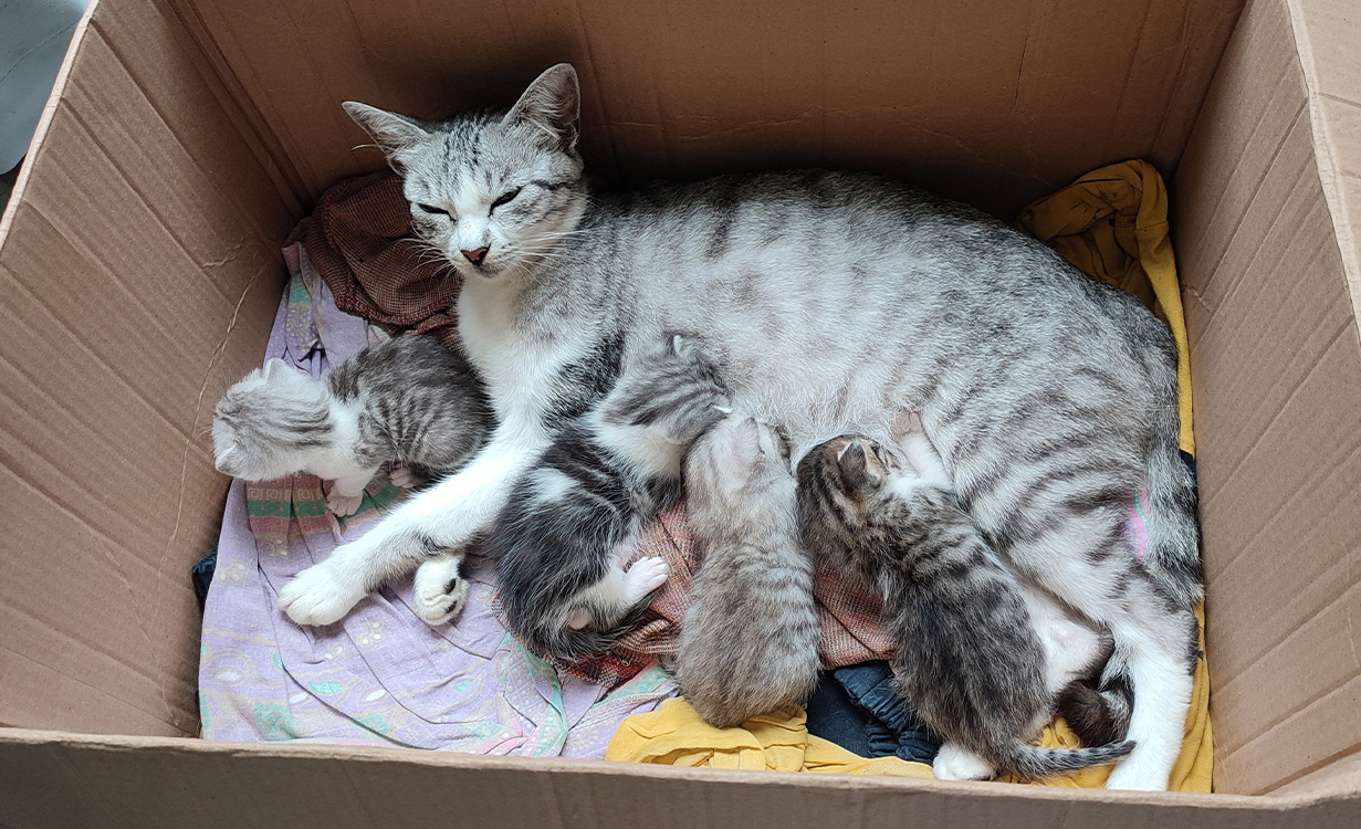 Community Cats - Humane Colorado