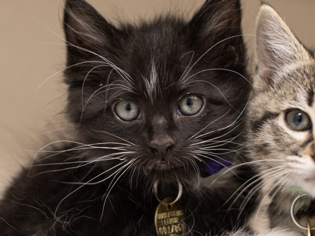 On the move with Humane Colorado - Humane Colorado