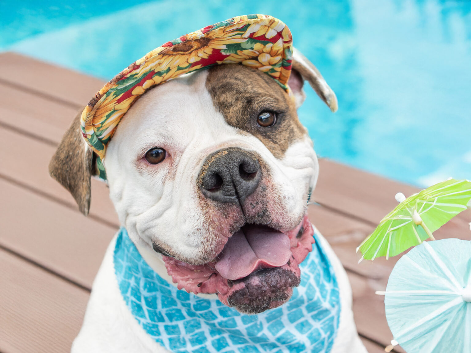 Summer Safety Tips: How to keep your dog cool as the days get hot ...