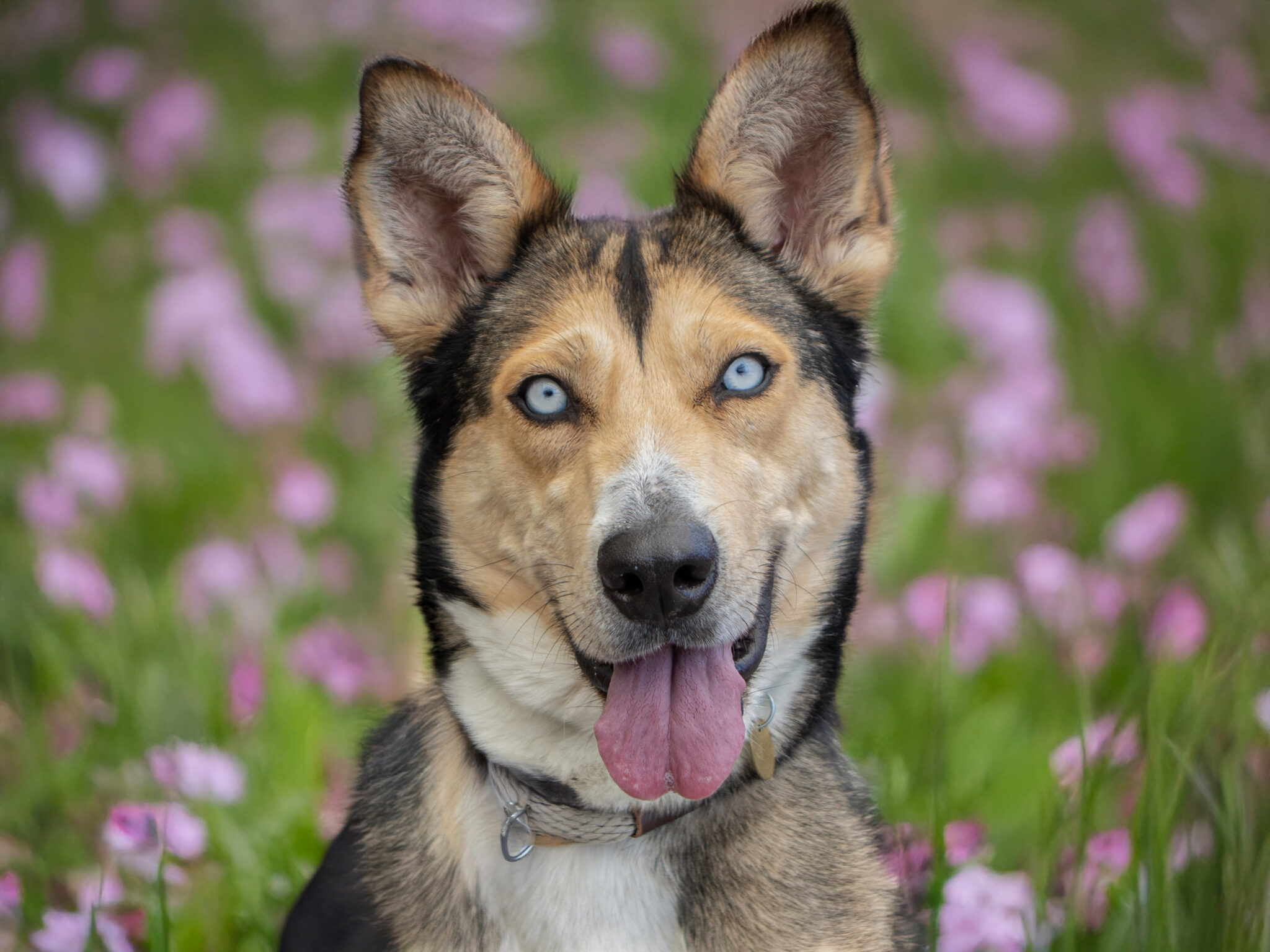 Pet Adoption Benefits - Humane Colorado