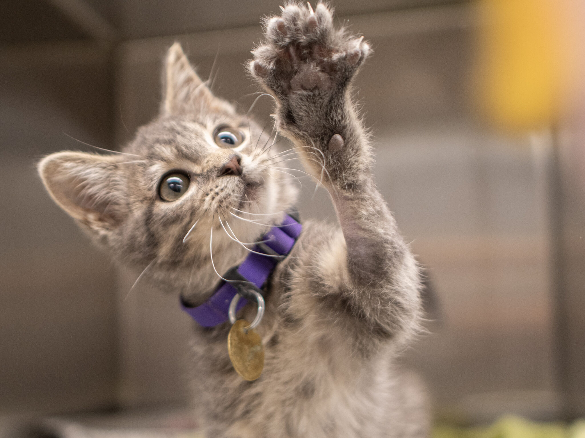 The 3-3-3 rule to adopting a shelter pet - Humane Colorado