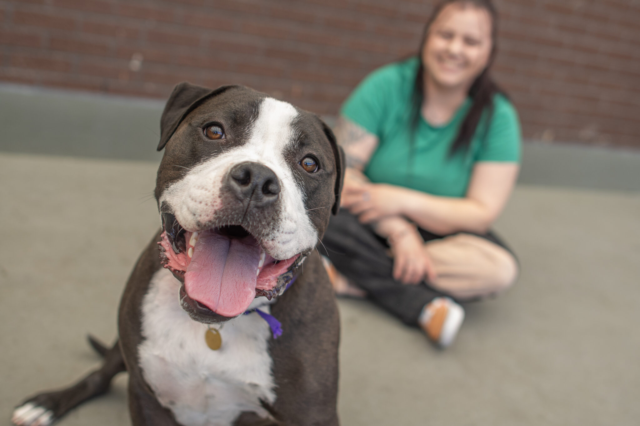 The 3-3-3 rule to adopting a shelter pet - Humane Colorado