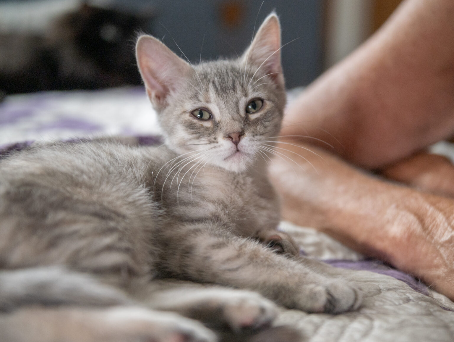 Adoption Benefits - Humane Colorado