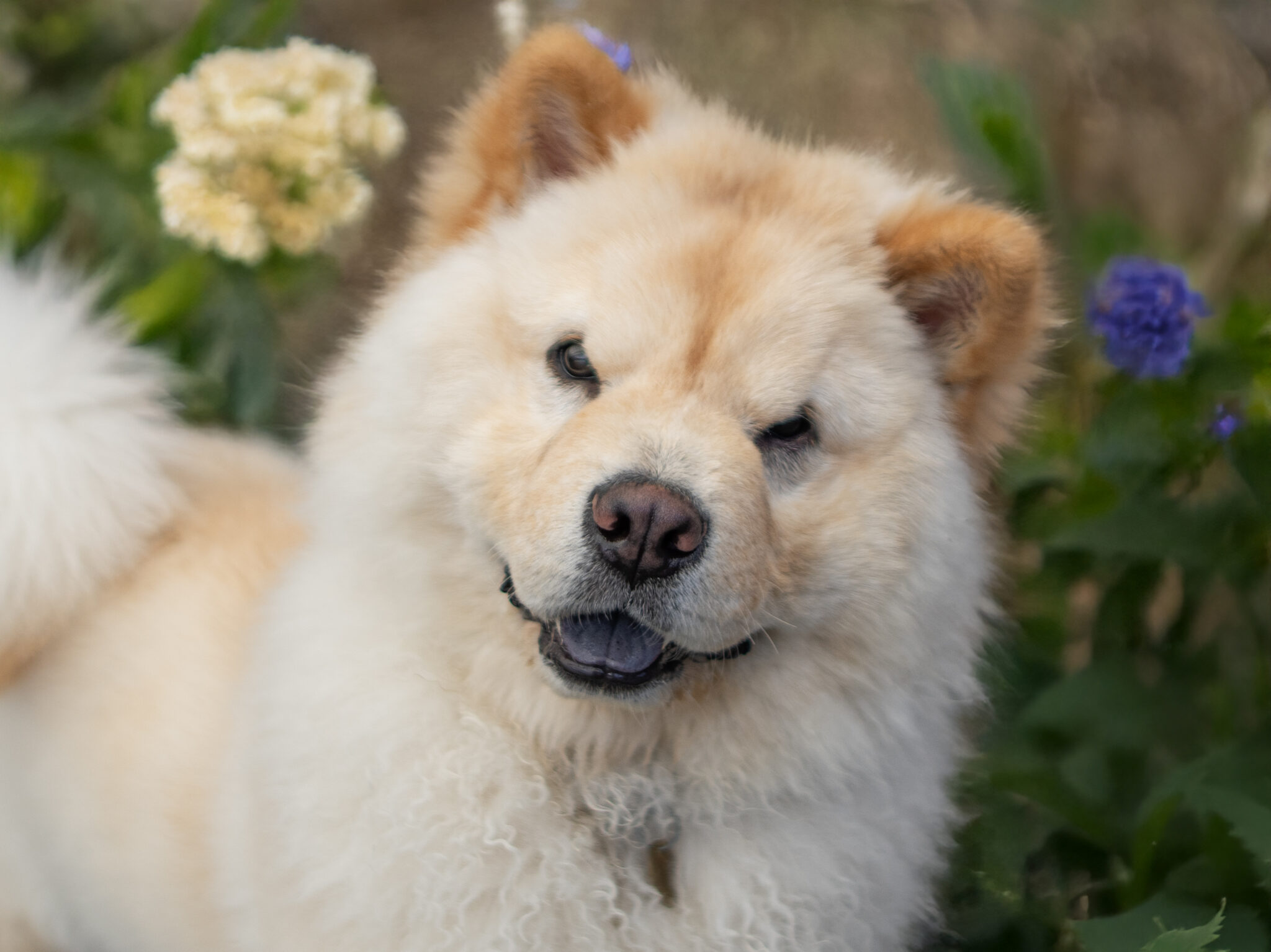 The 3-3-3 rule to adopting a shelter pet - Humane Colorado