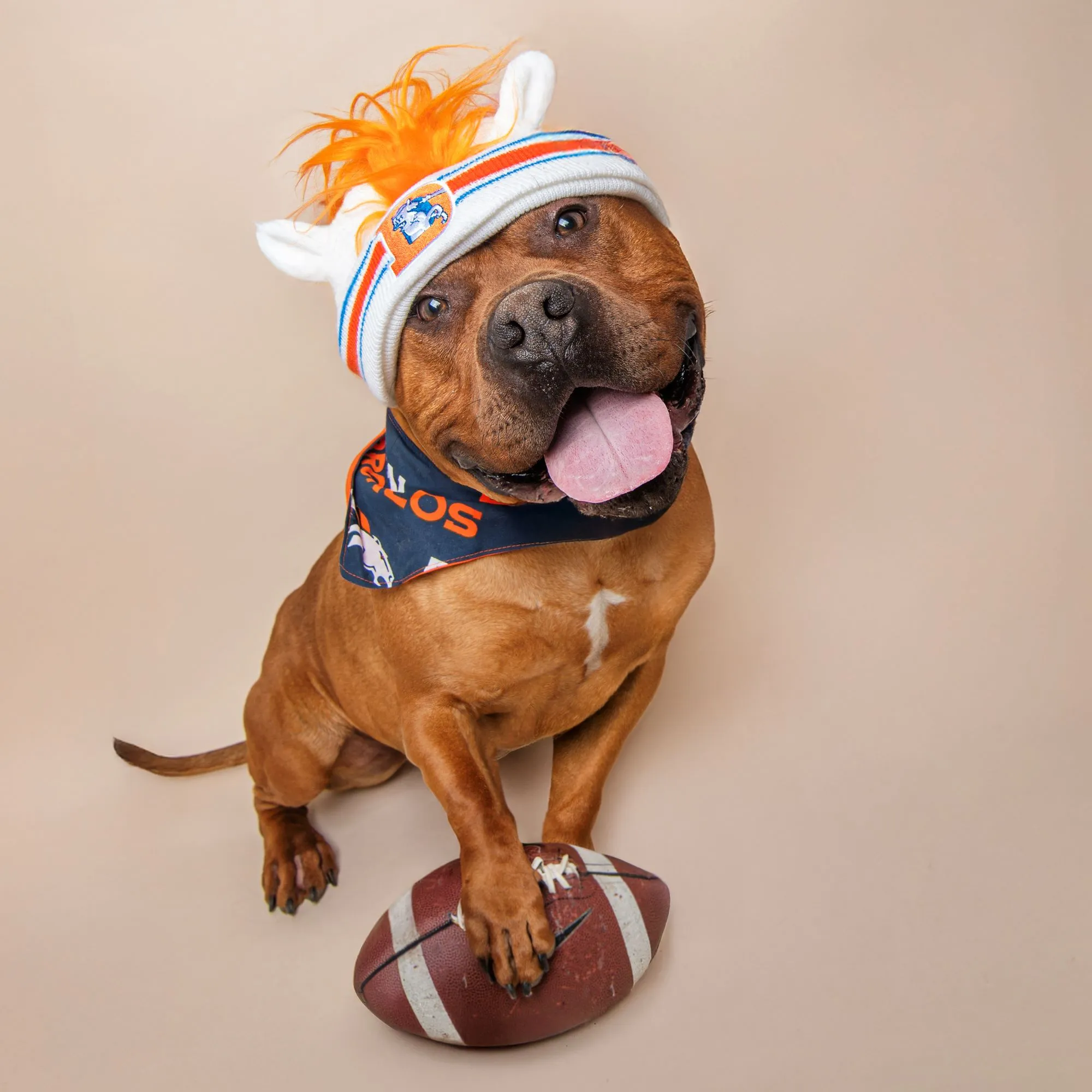 Turnip and Aries are barking for the Broncos! - Humane Colorado